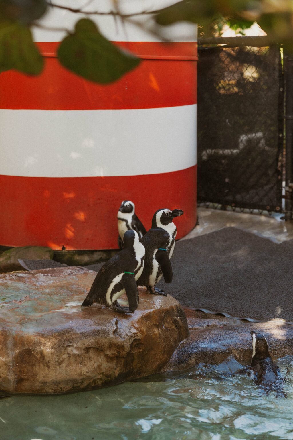 Proposal at Zoo Tampa: A Tampa Wedding Photographer's Guide to Planning ...